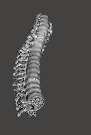 human backbone or spine 3D model 3D printable | CGTrader