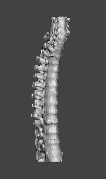 human backbone or spine 3D model 3D printable | CGTrader