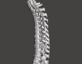 Backbone 3D Models | CGTrader