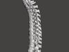 human backbone or spine 3D model 3D printable | CGTrader