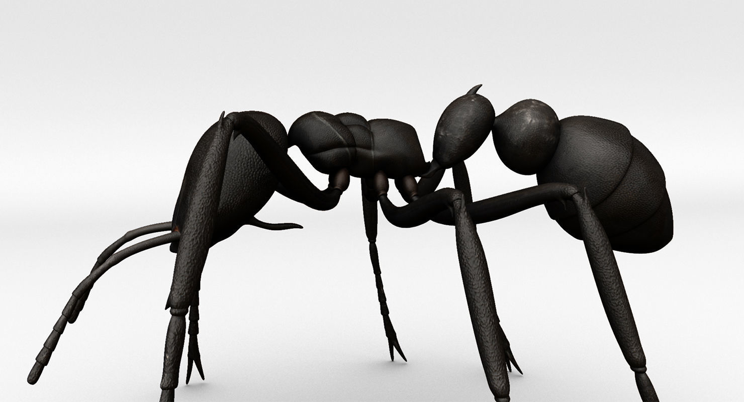 ant 3d rig model 3D model | CGTrader