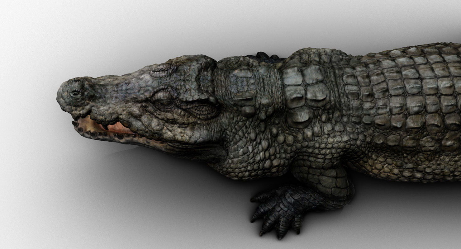 Crocodile 3d model 3D model | CGTrader
