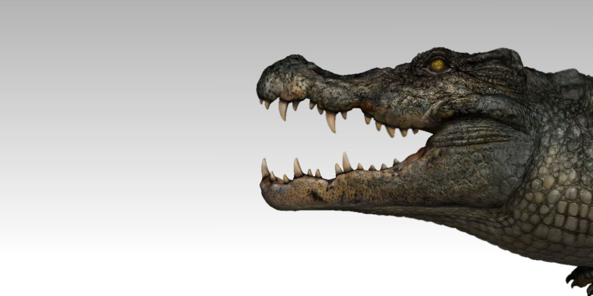 Crocodile 3d model 3D model | CGTrader