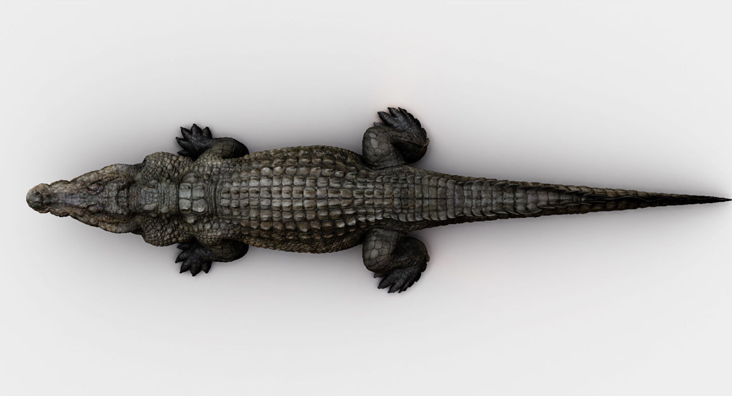Crocodile 3d model 3D model | CGTrader