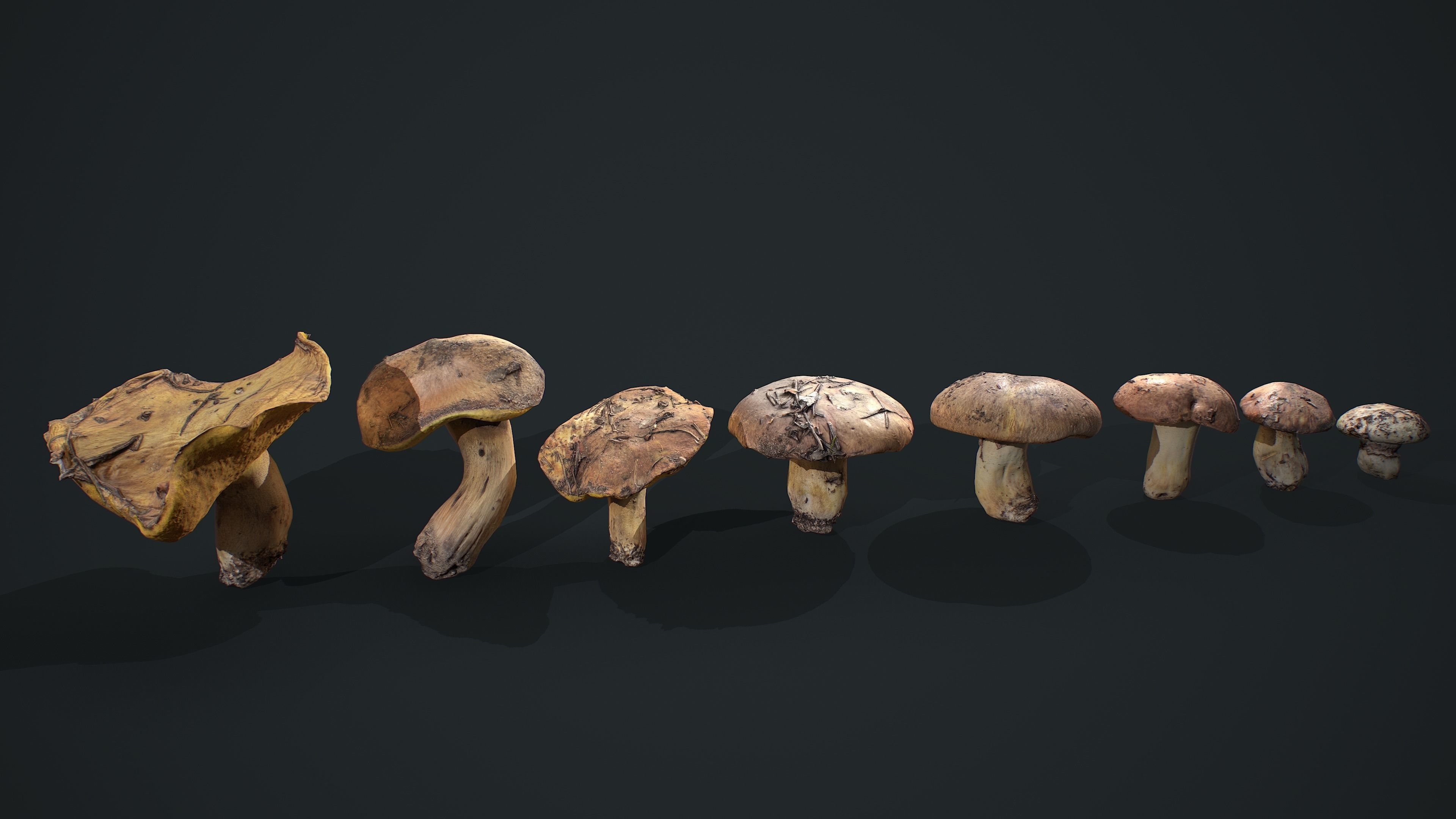 3D model Realistic Forest Mushrooms - Suillus Brown Fungi VR / AR / low ...