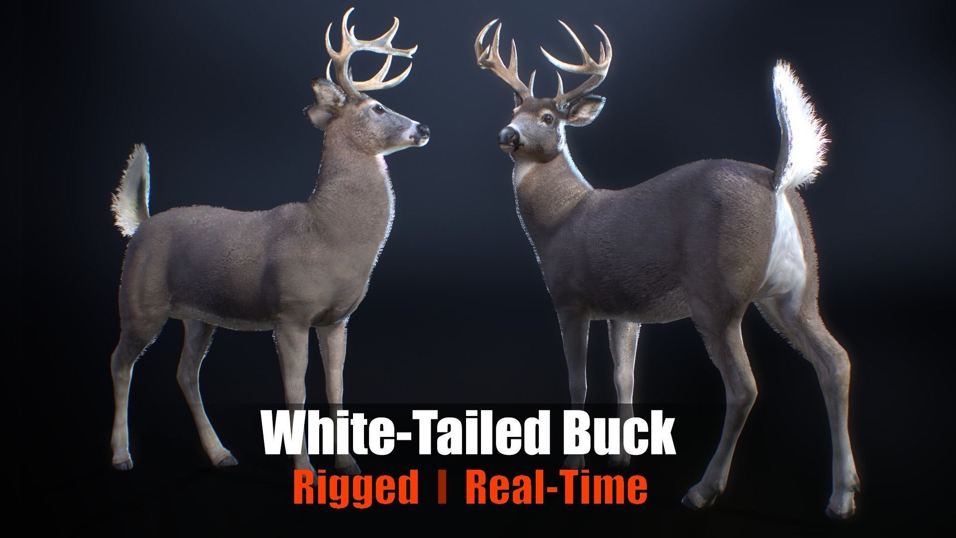 3D model White tailed Buck Rig for Realtime Games and Cinematics VR ...