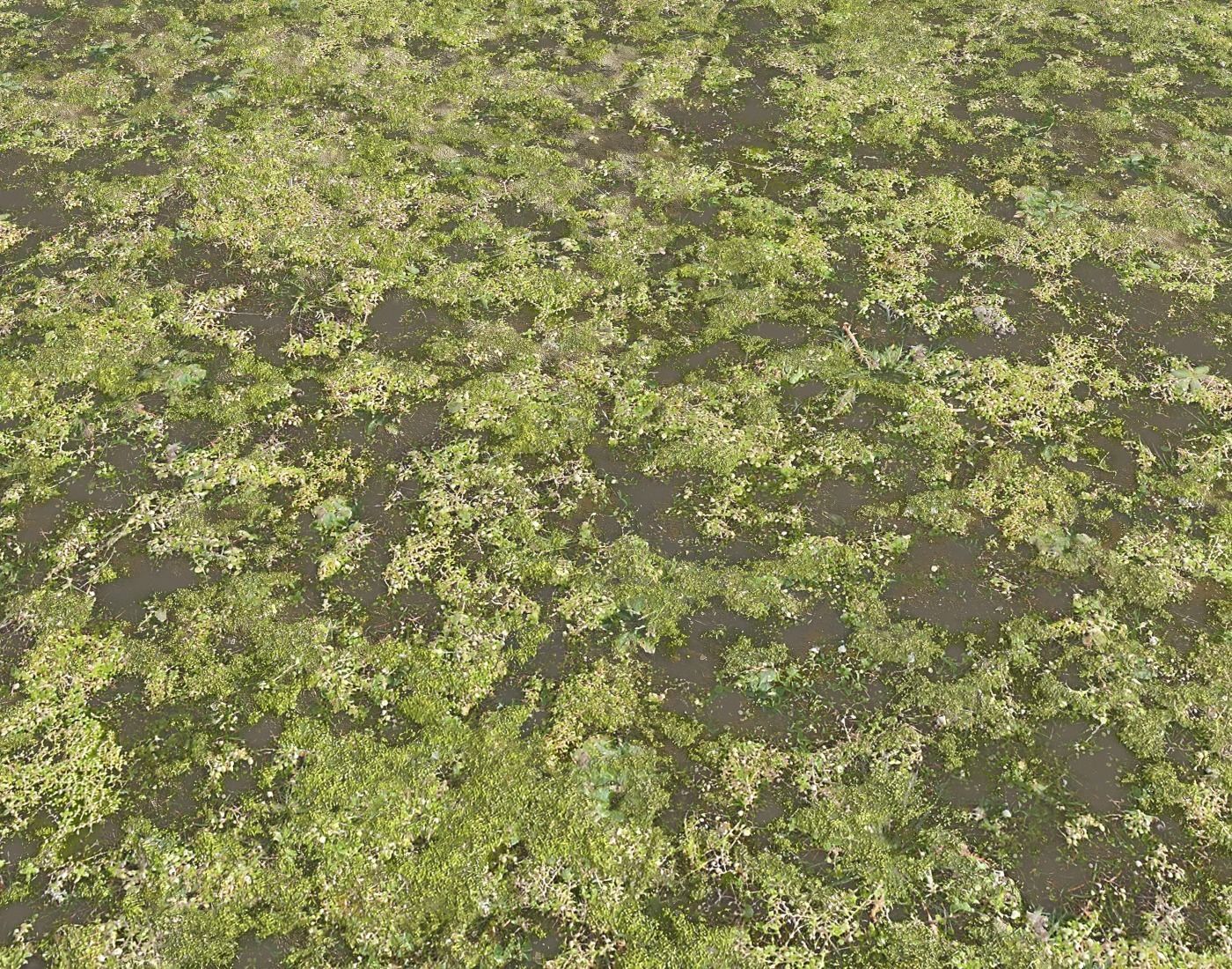 Ground terrain swamp PBR pack 1 Texture | CGTrader