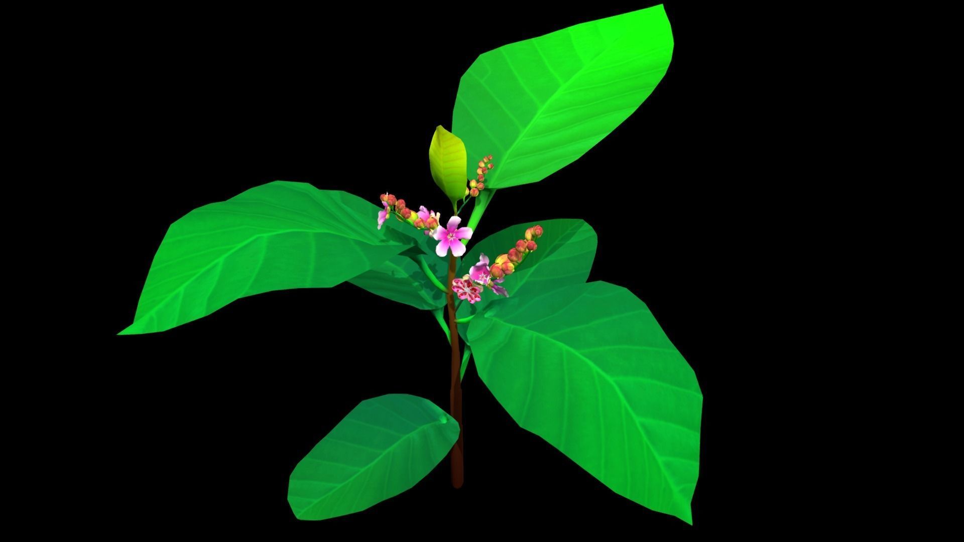 3D model Flower Simpor VR / AR / low-poly | CGTrader