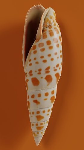 Mitre seashell 3D model | CGTrader