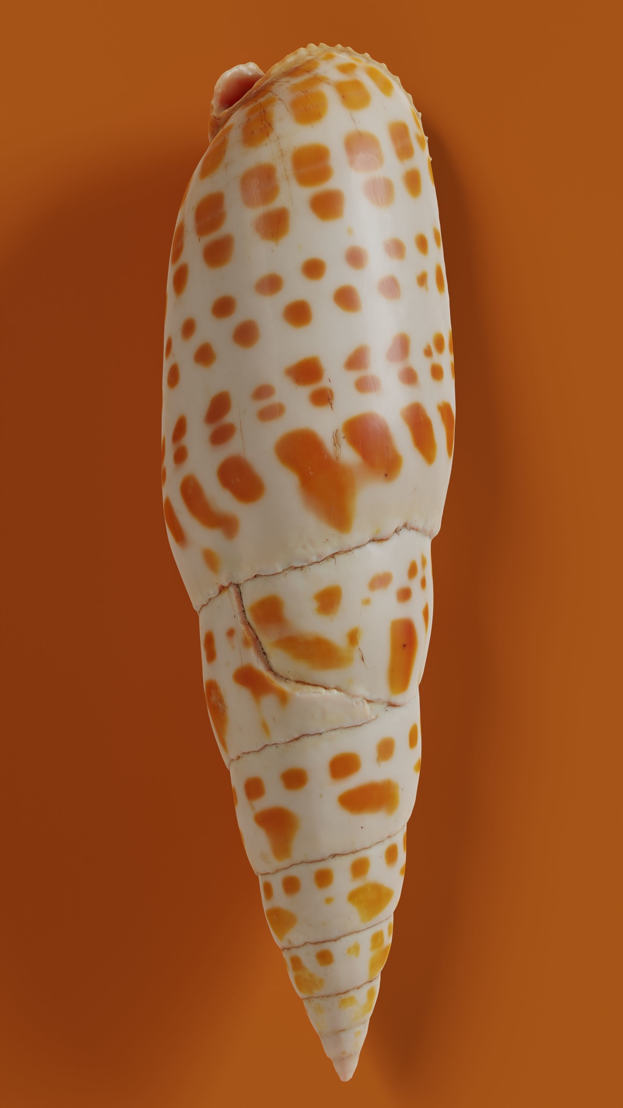 Mitre seashell 3D model | CGTrader