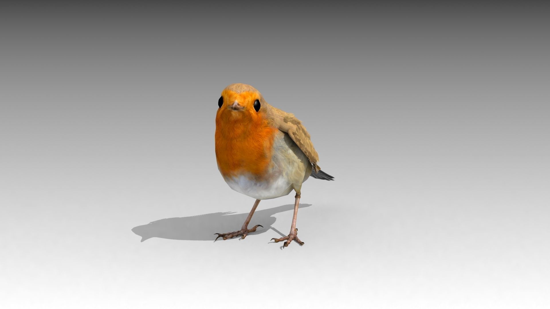 3D model Robin VR / AR / low-poly rigged animated | CGTrader