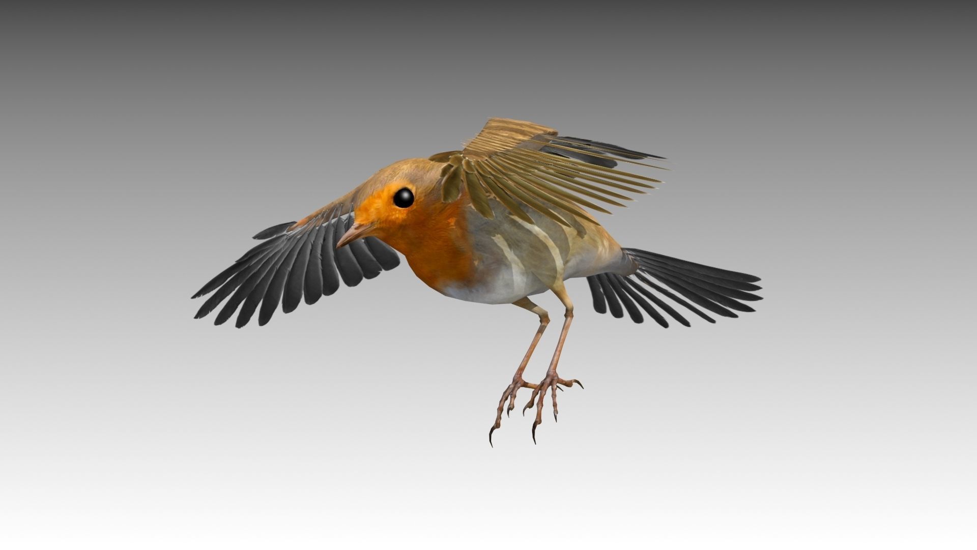 3D model Robin VR / AR / low-poly rigged animated | CGTrader