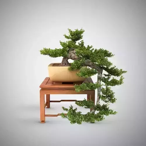 Bonsai tree 3D model | CGTrader