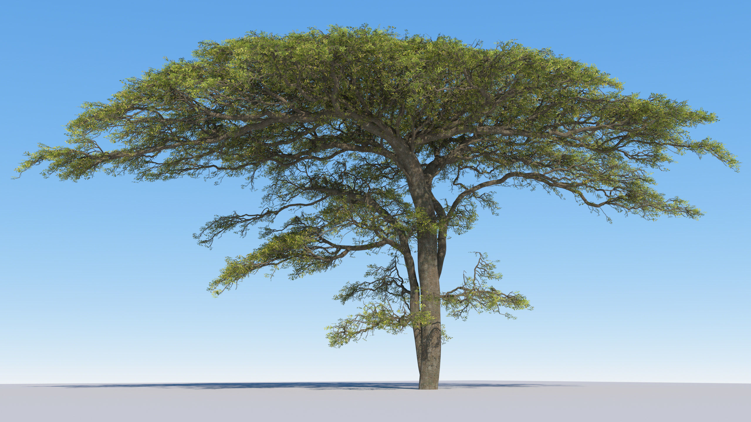 Large hero tree v1 3D model | CGTrader
