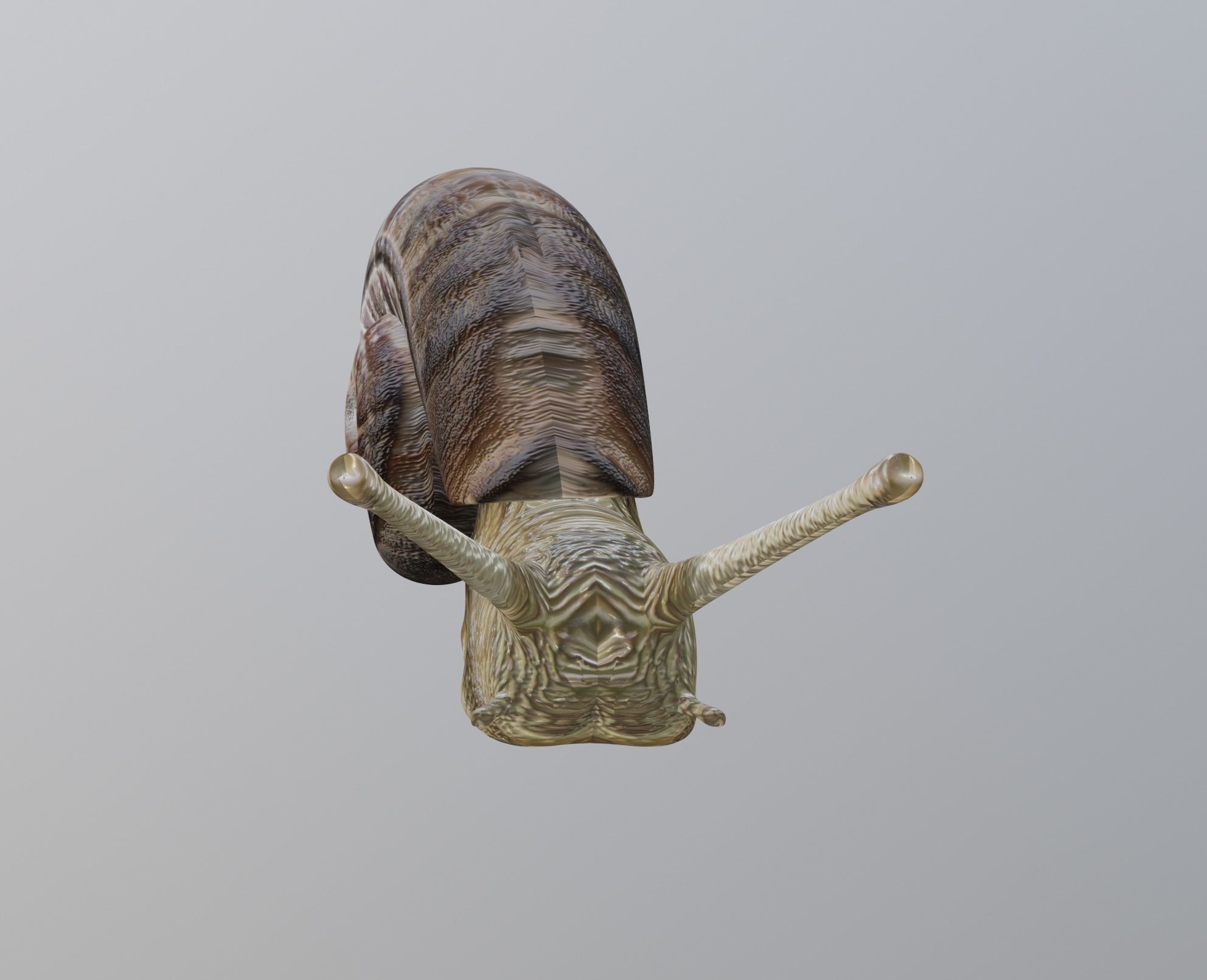 Snail 3D model rigged | CGTrader