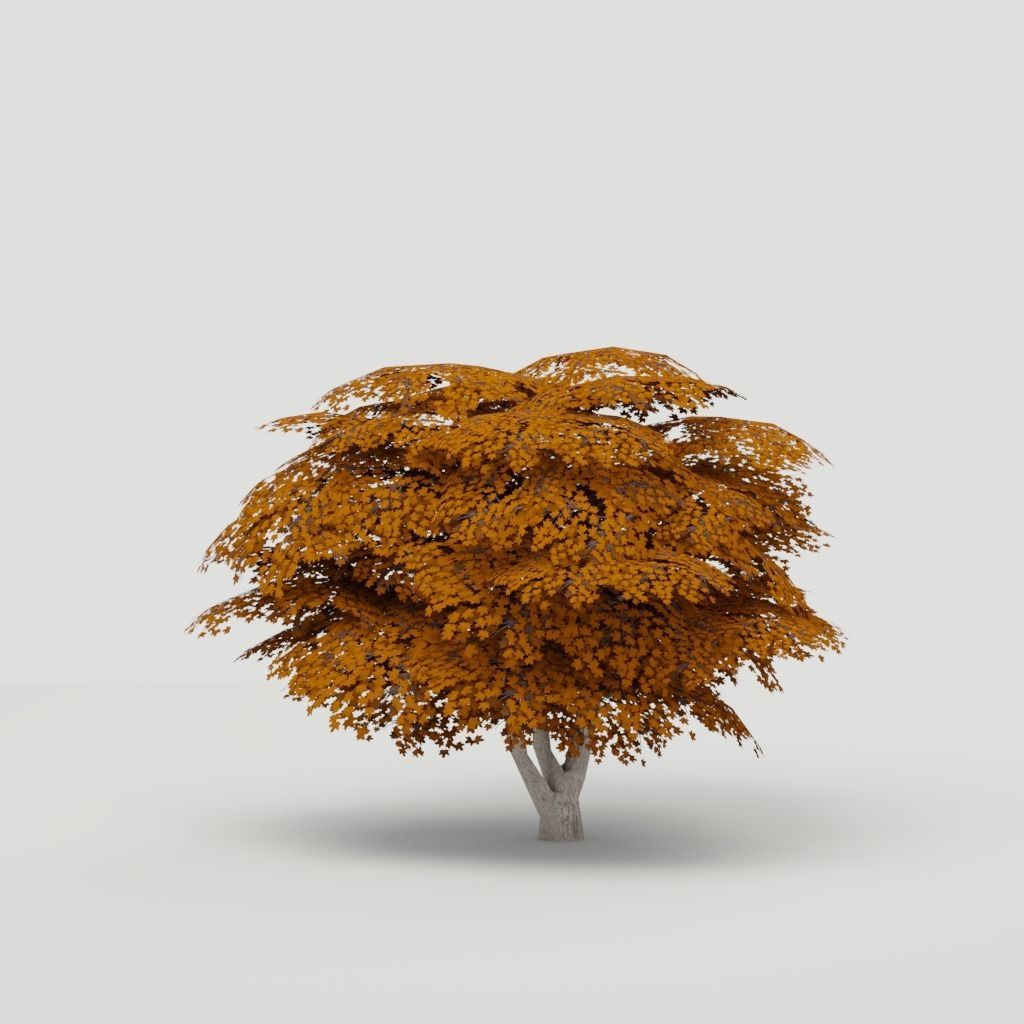 3D model Maple Tree 02 G17 LOD VR / AR / low-poly | CGTrader