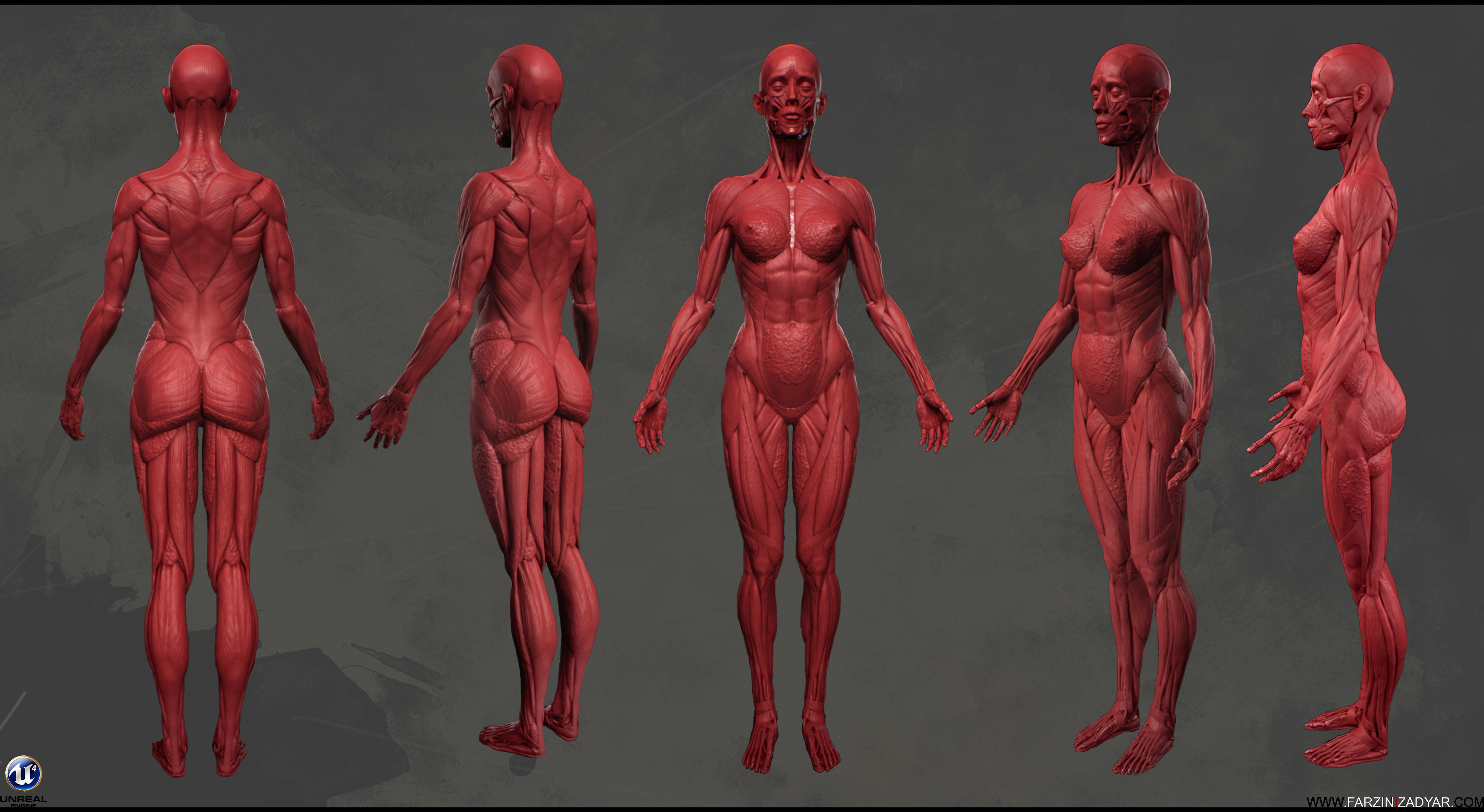 3d Model Female Anatomy Kit Vr Ar Low Poly Cgtrader