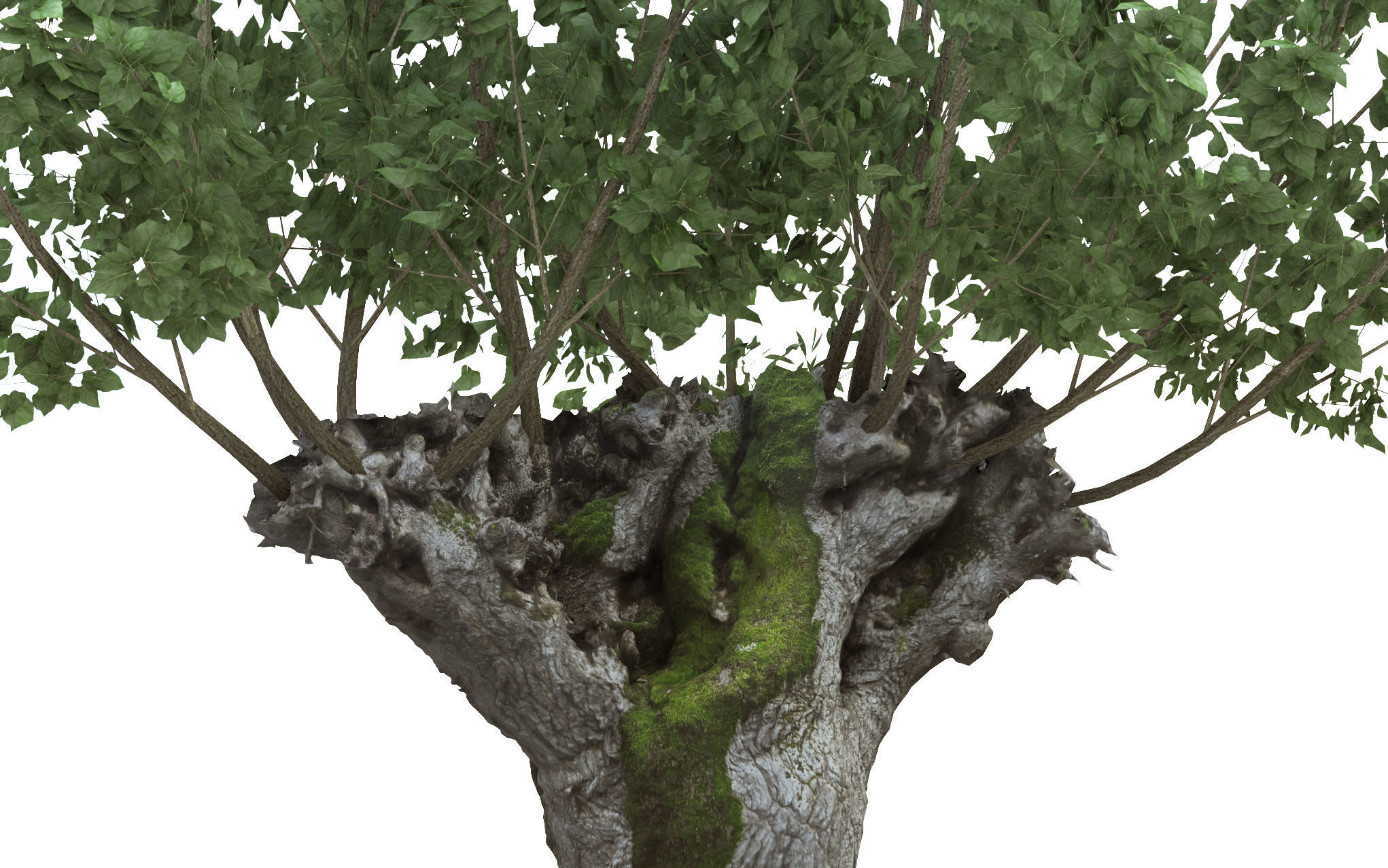 Mulberry fruit tree Gelso italiano 3D model | CGTrader