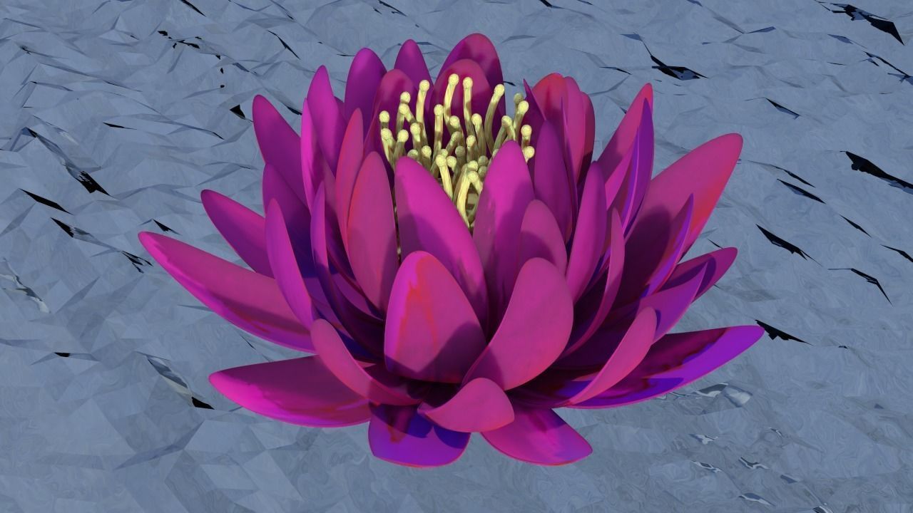 Lotus flower free 3D model | CGTrader