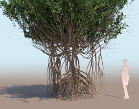 Mangrove 3D Models | CGTrader