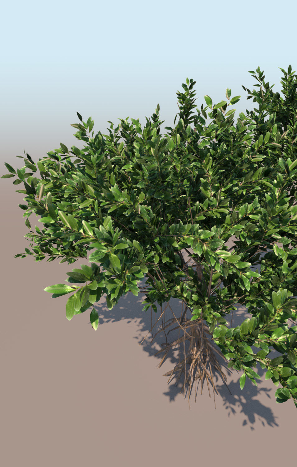 mangrove tree C rhizophora mangle 3D model | CGTrader