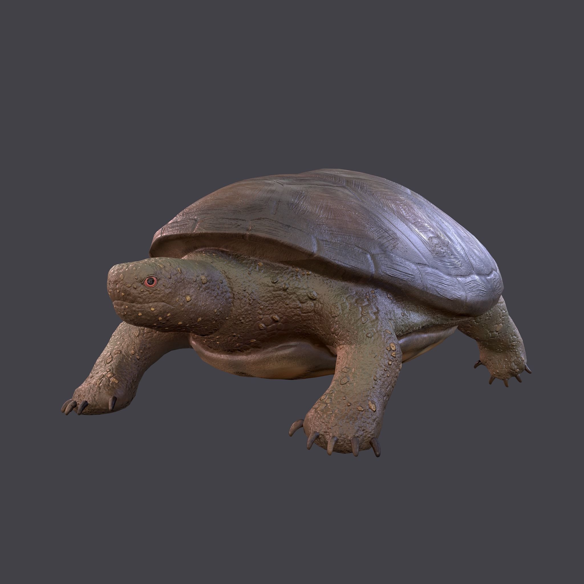 Turtle free VR / AR / low-poly 3D model | CGTrader