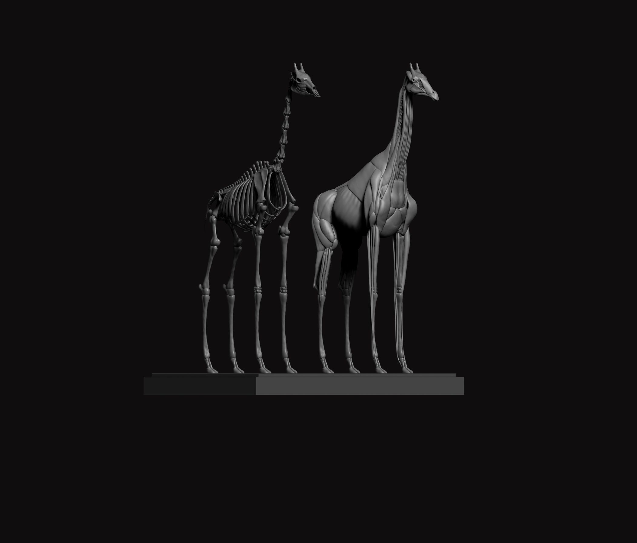 Giraffe Anatomy 3D model | CGTrader