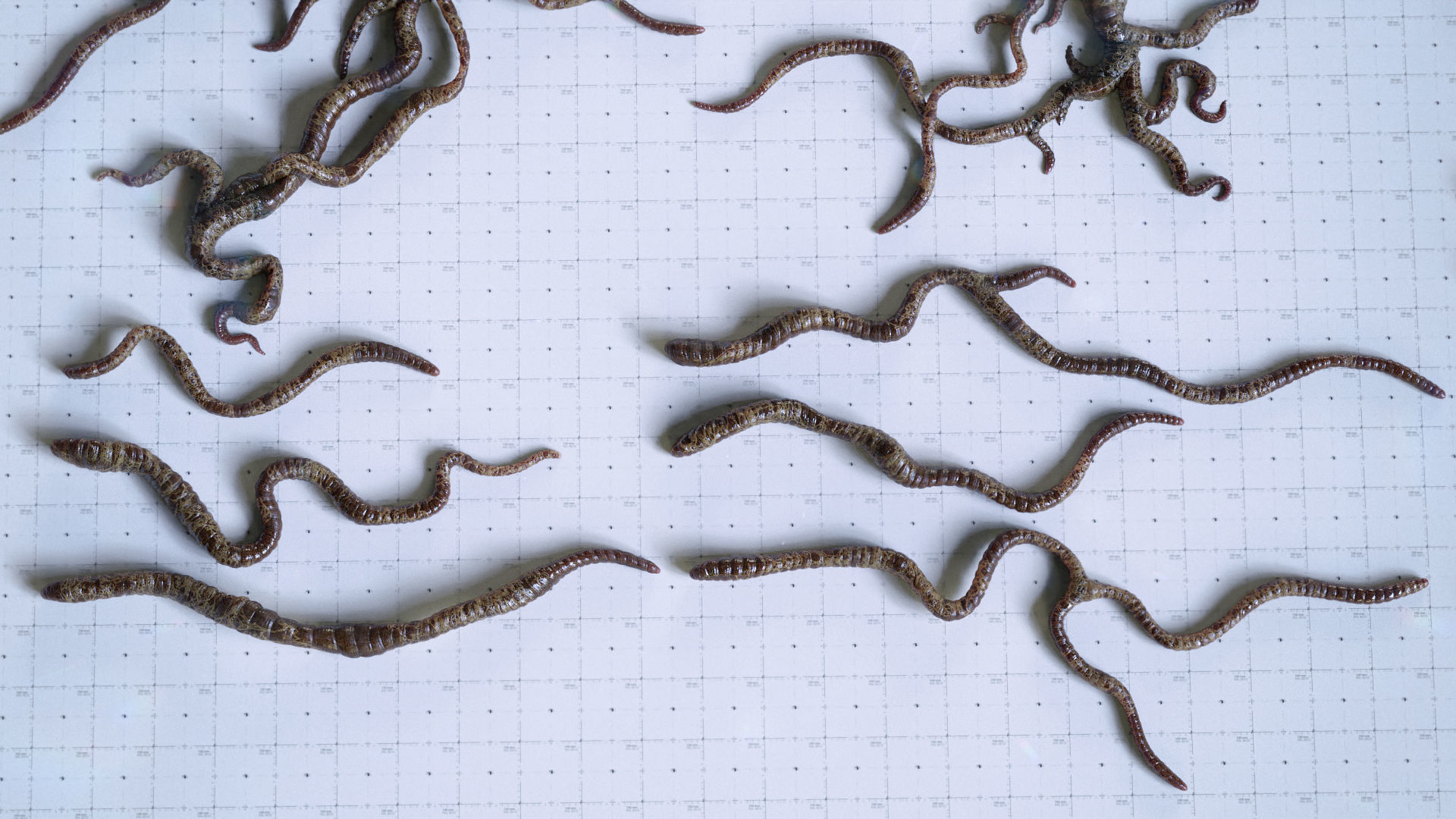 3D model Alien Tendrils 22 Variants and Environment - 3D Asset Kit PBR ...