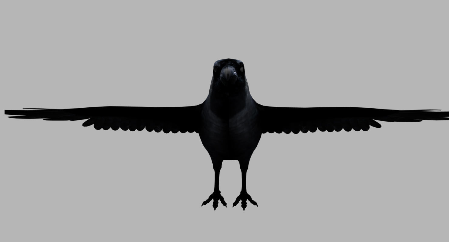 crow bird 3d model 3D model | CGTrader