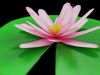 3D model Lily Pad VR / AR / low-poly | CGTrader