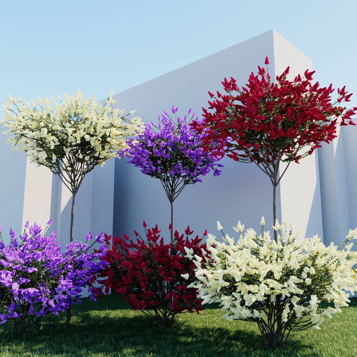 Lilac - Lagerstroemia indica 3 colors 3D model | CGTrader