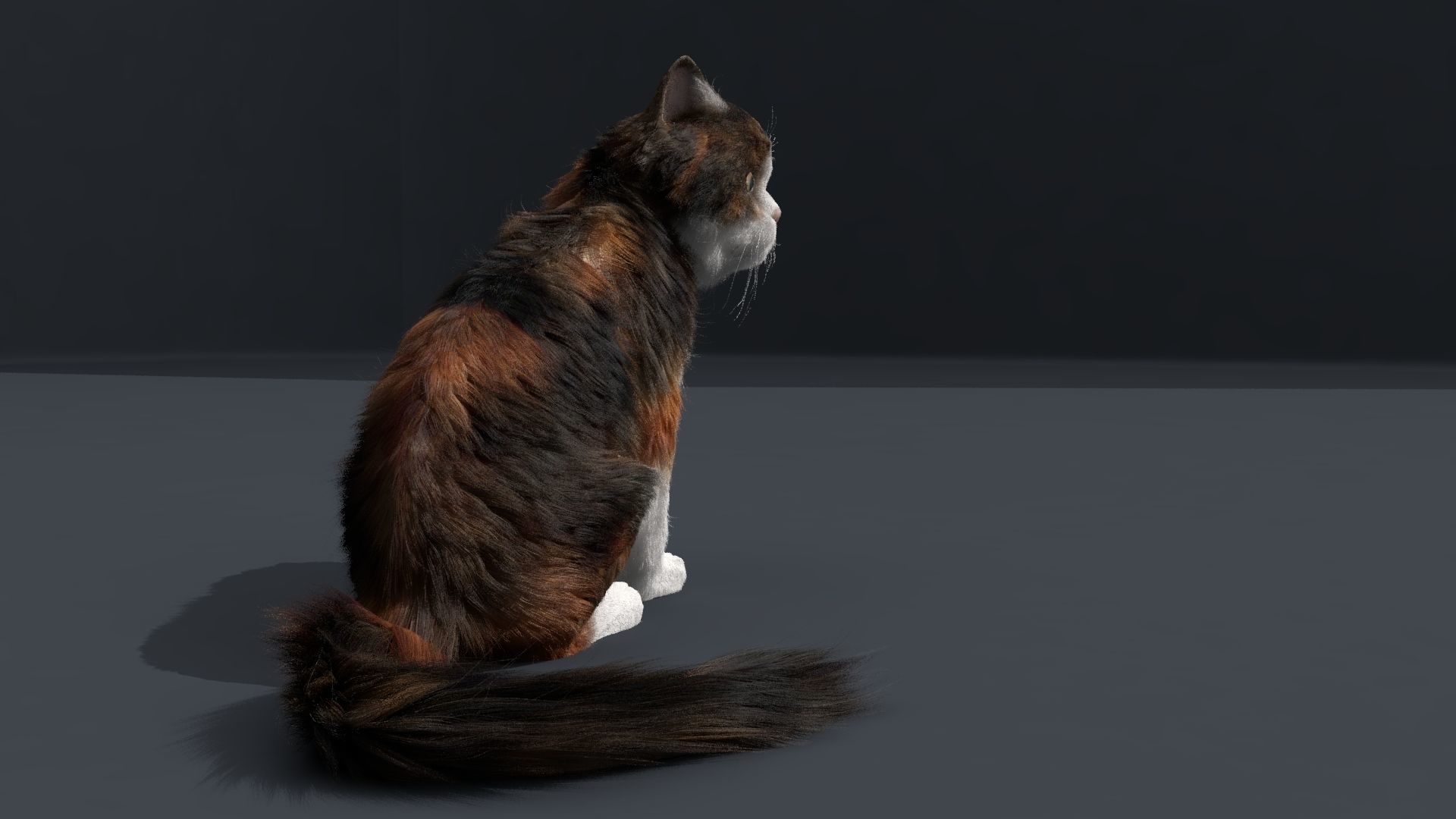 Cat Fur Rig 3D model rigged | CGTrader