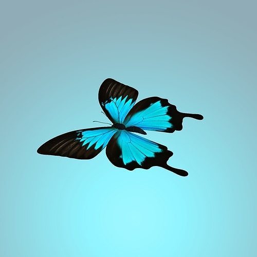 Butterflly butterfly flying in sky 3D model | CGTrader