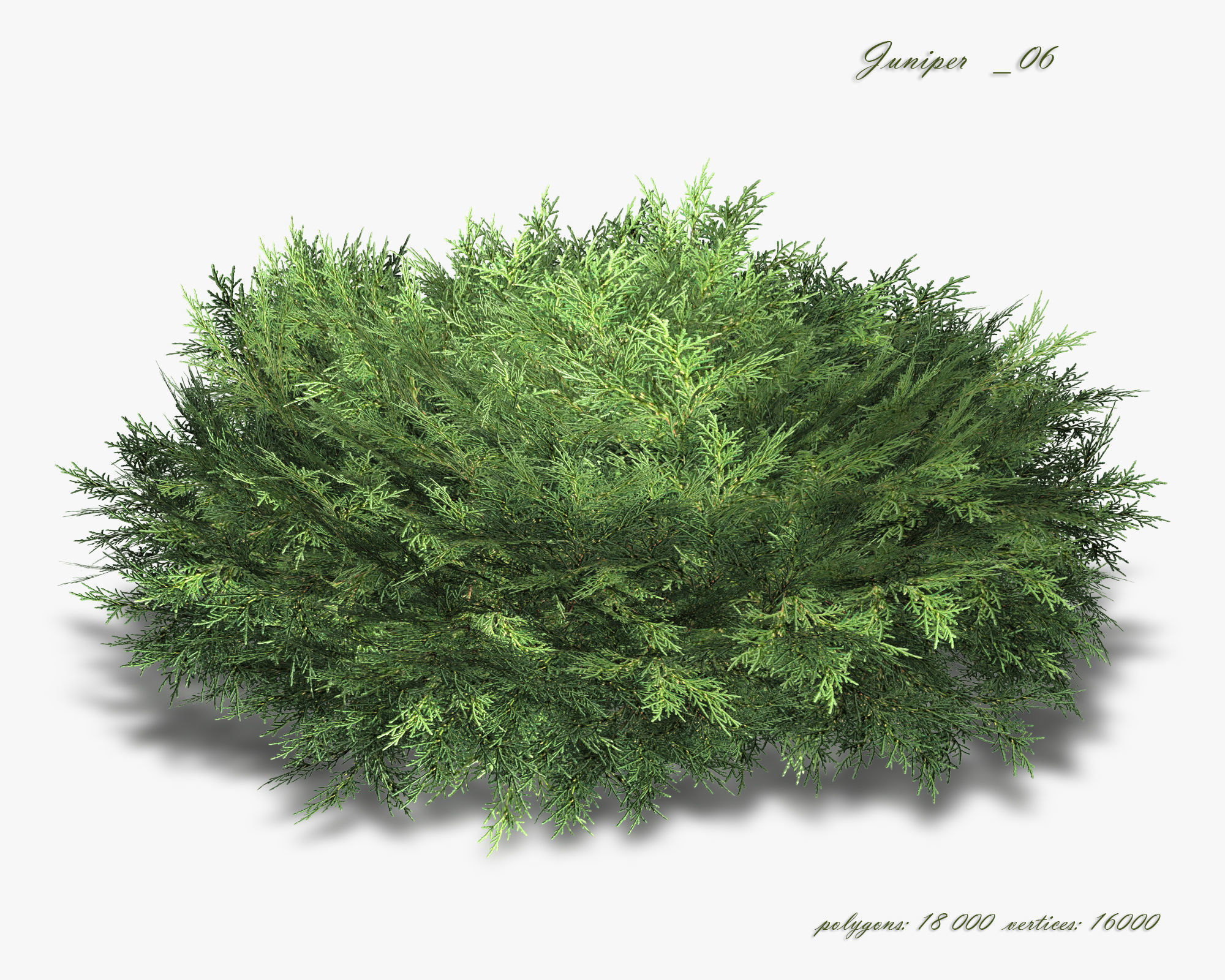 3D model Juniper VR / AR / low-poly | CGTrader