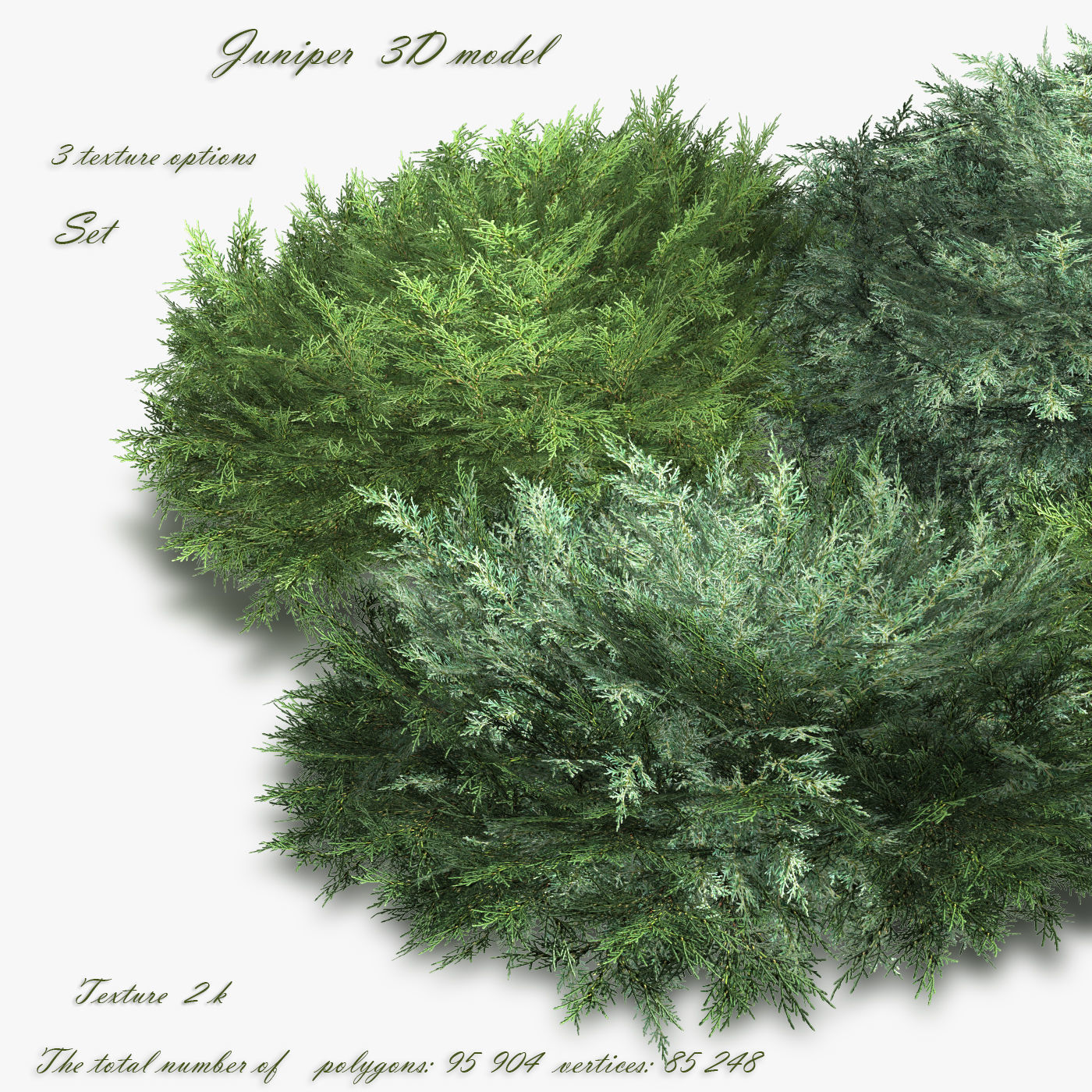 3D model Juniper VR / AR / low-poly | CGTrader