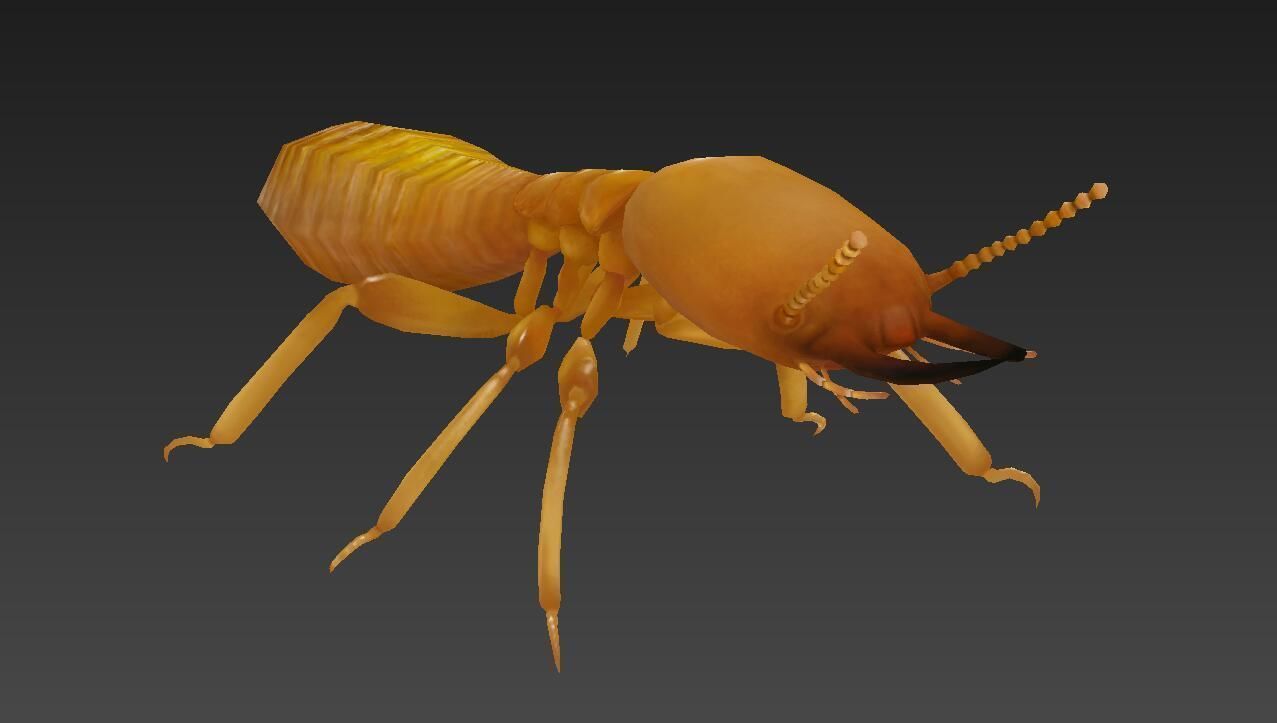 3D model termite insect VR / AR / low-poly | CGTrader