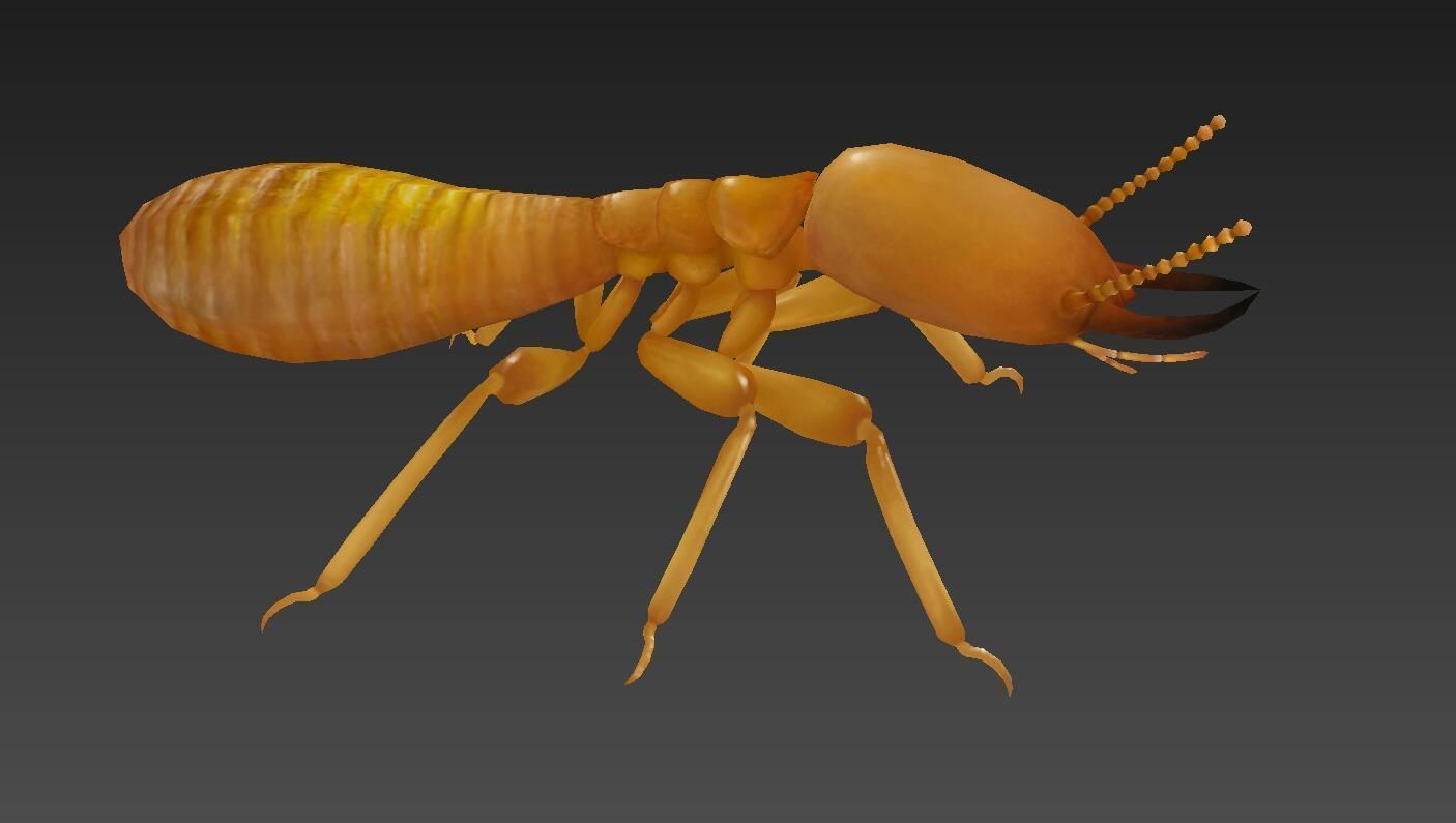 3D model termite insect VR / AR / low-poly | CGTrader