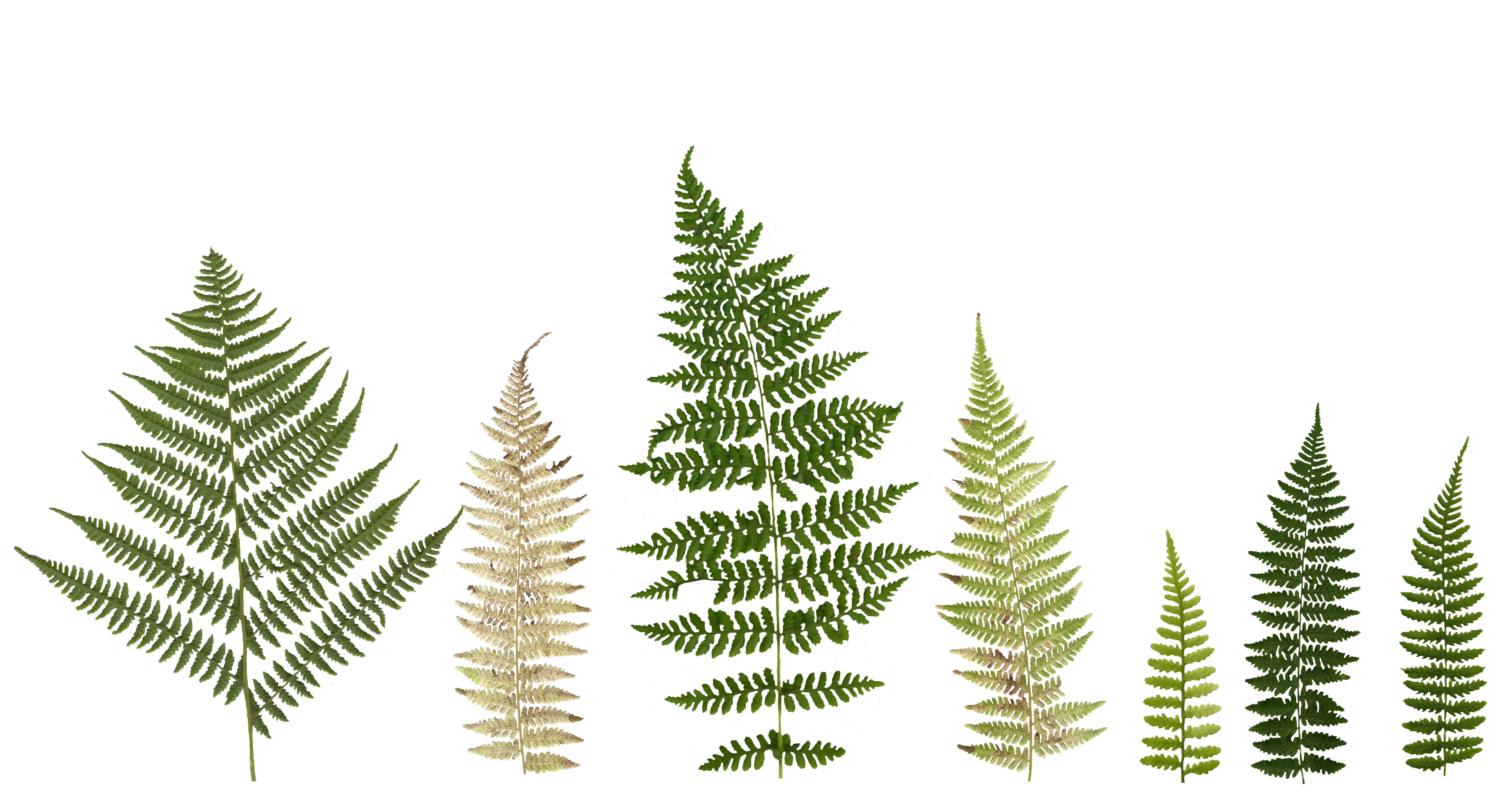 Lady Fern Frond Texture Pack - 22 Textures free 3D model | CGTrader