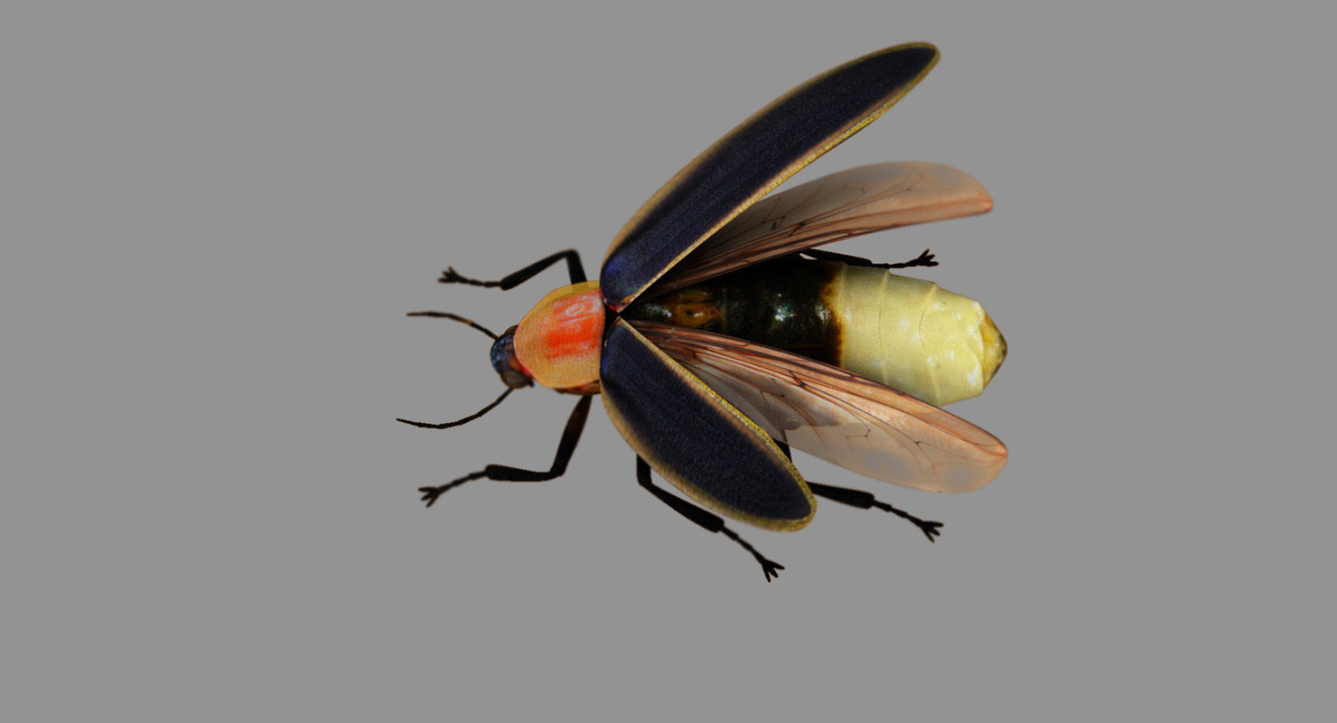 firefly 3d model fly 3D model | CGTrader