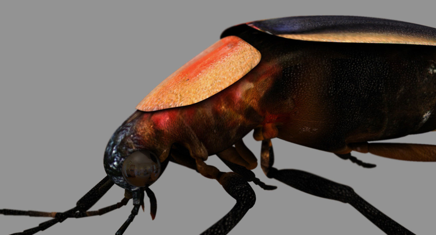firefly 3d model fly 3D model | CGTrader