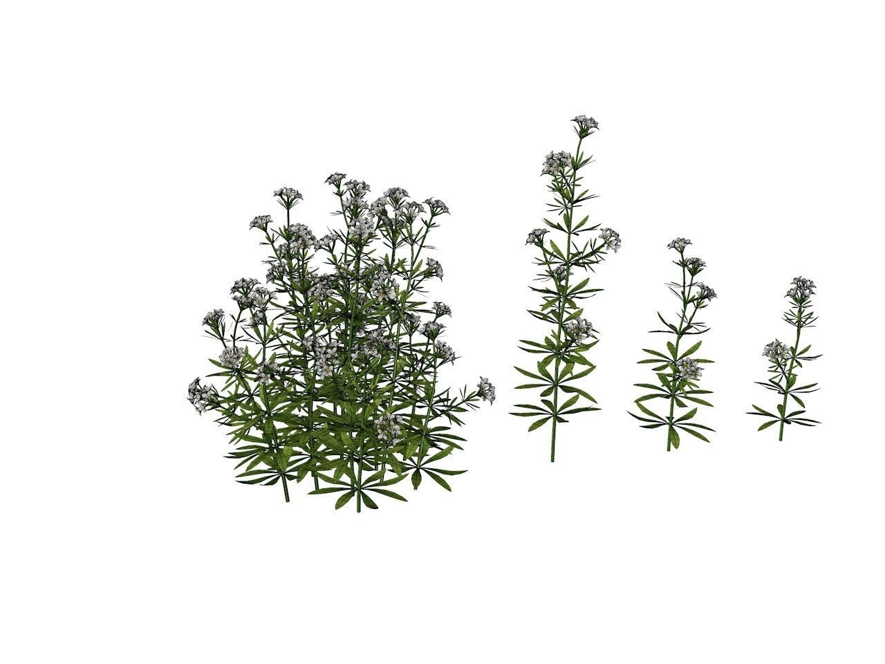 SET of 4 Weed plants with white flowers 3D model rigged | CGTrader