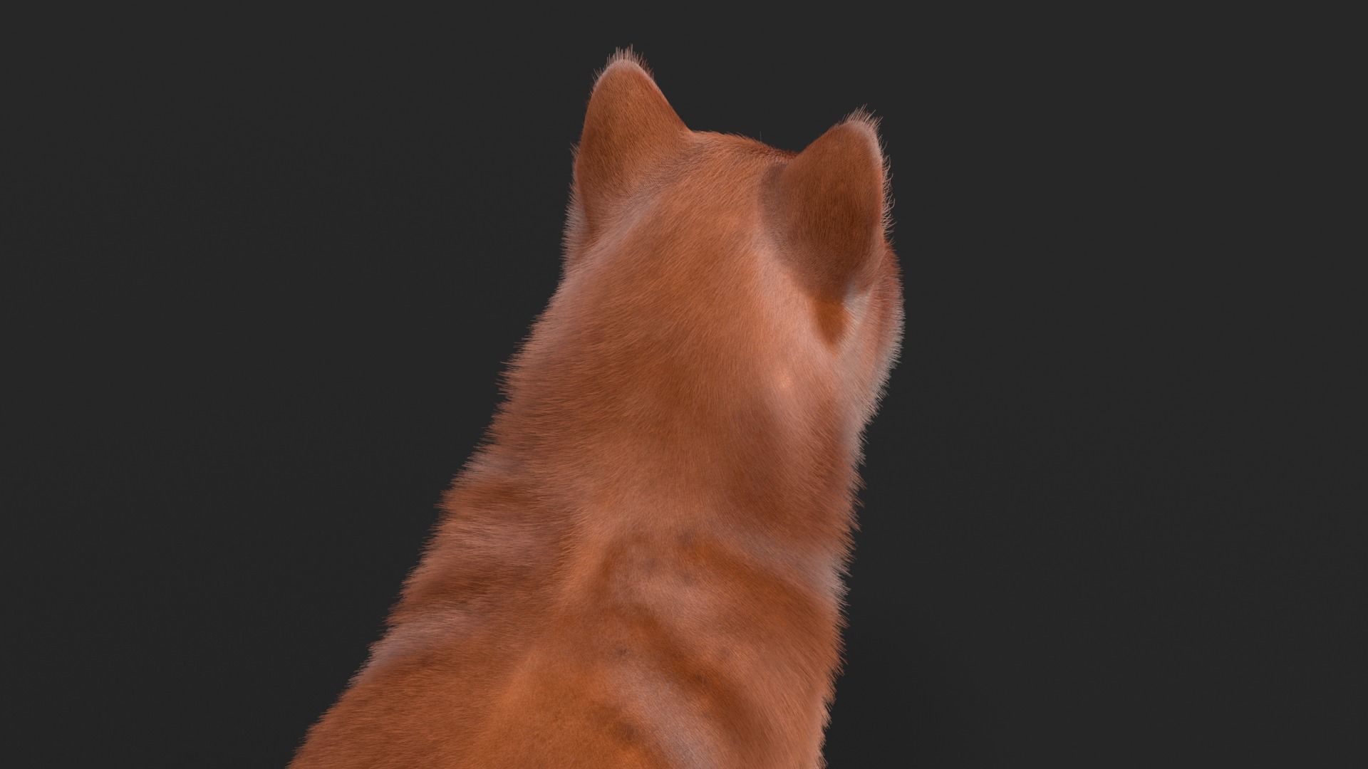 Realistic Akita Inu Hachiko 3D model animated rigged | CGTrader