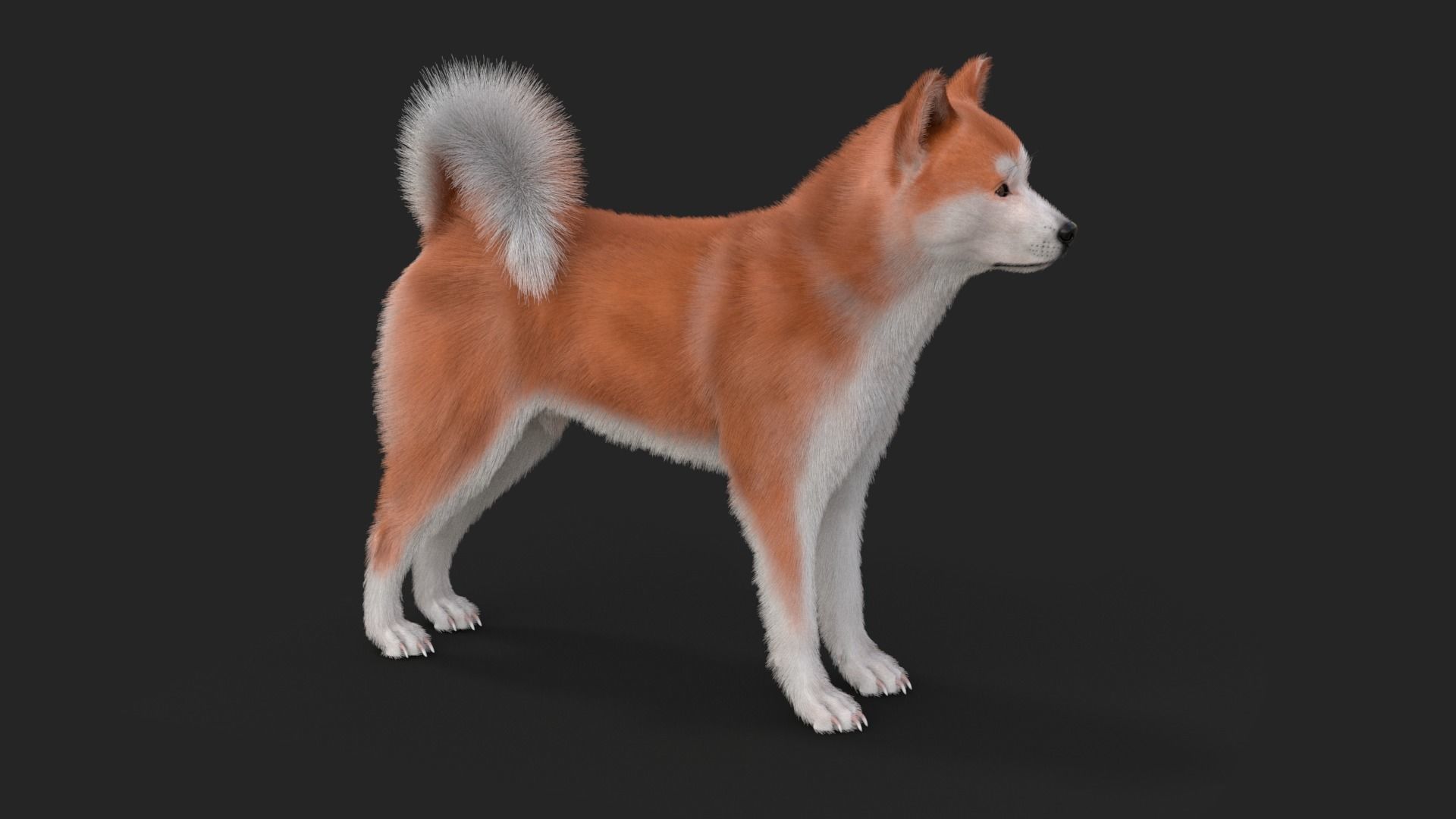 Realistic Akita Inu Hachiko 3D model animated rigged | CGTrader