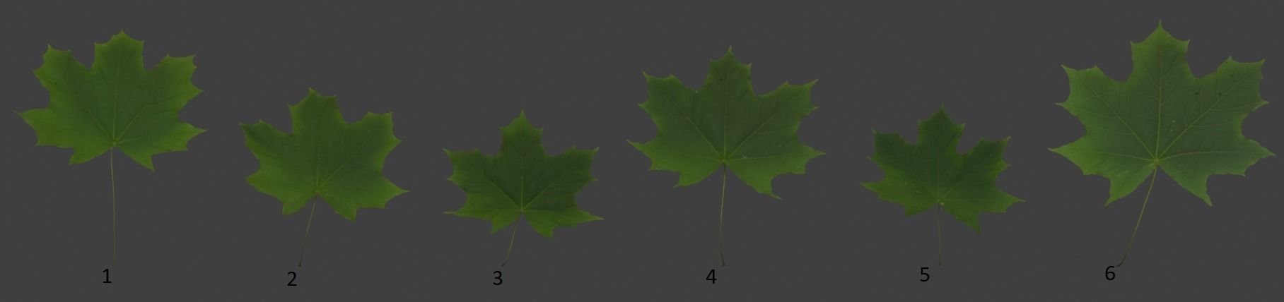 Maple leaf 3D models 3D model | CGTrader