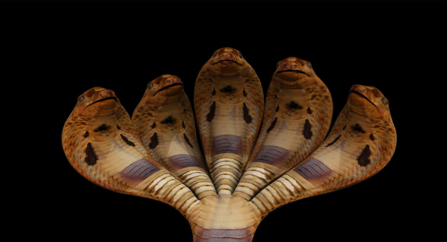 five head snake rigged model 3D model rigged | CGTrader