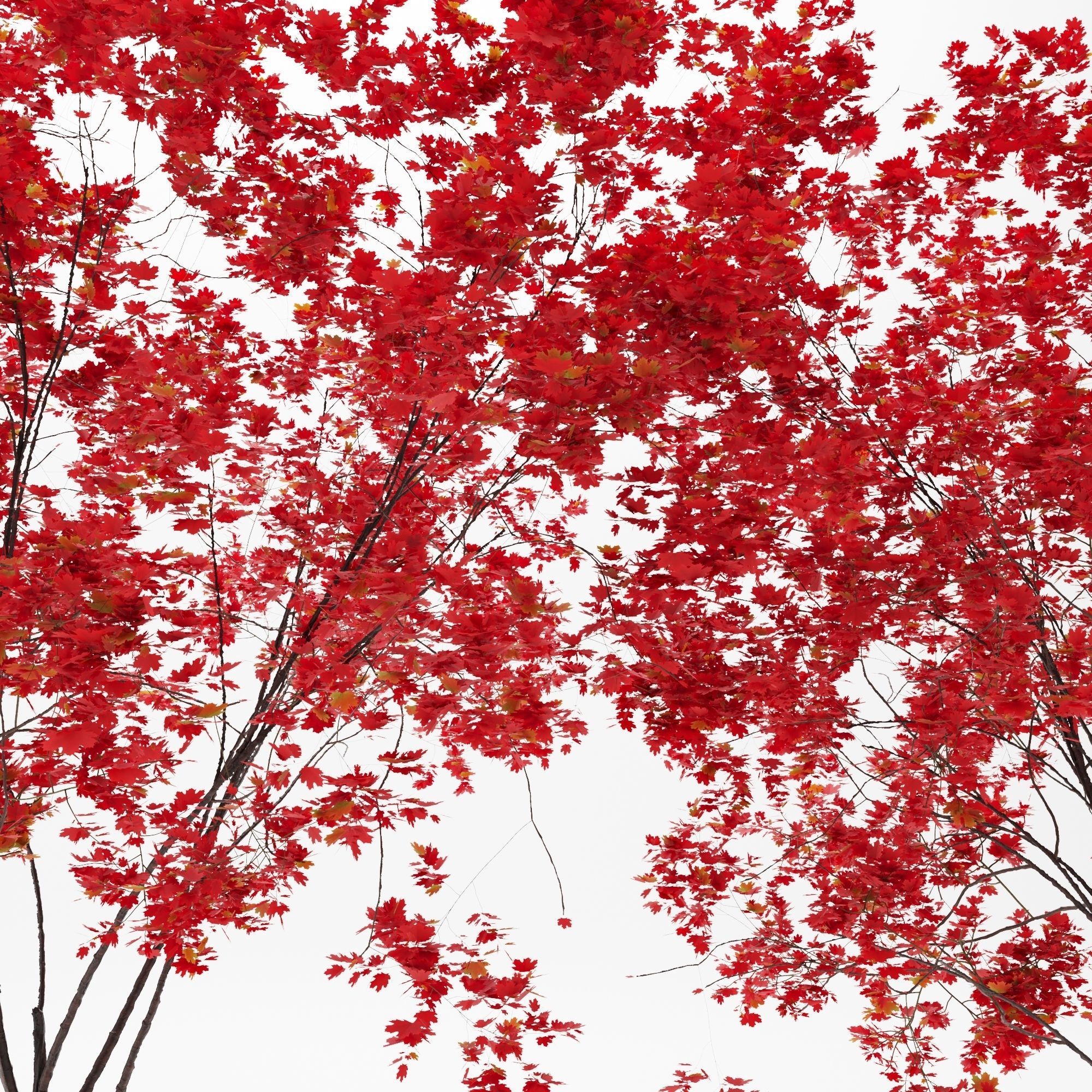 Red Maple Tree 3D model | CGTrader