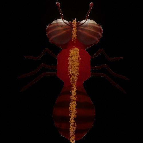 3D model ant-rigged ant VR / AR / low-poly rigged | CGTrader