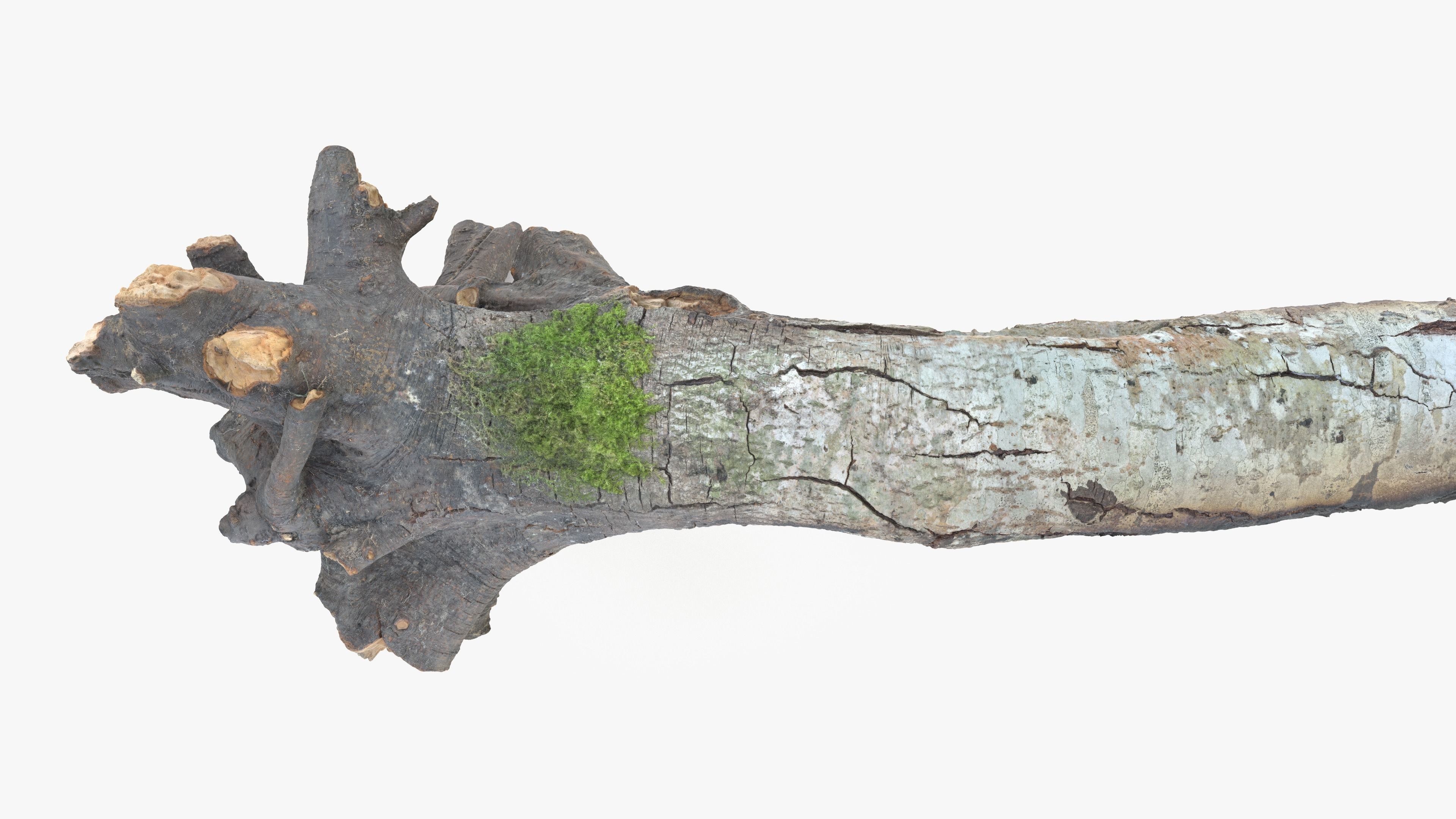 3D model Withered Broken Tree with Roots VR / AR / low-poly | CGTrader