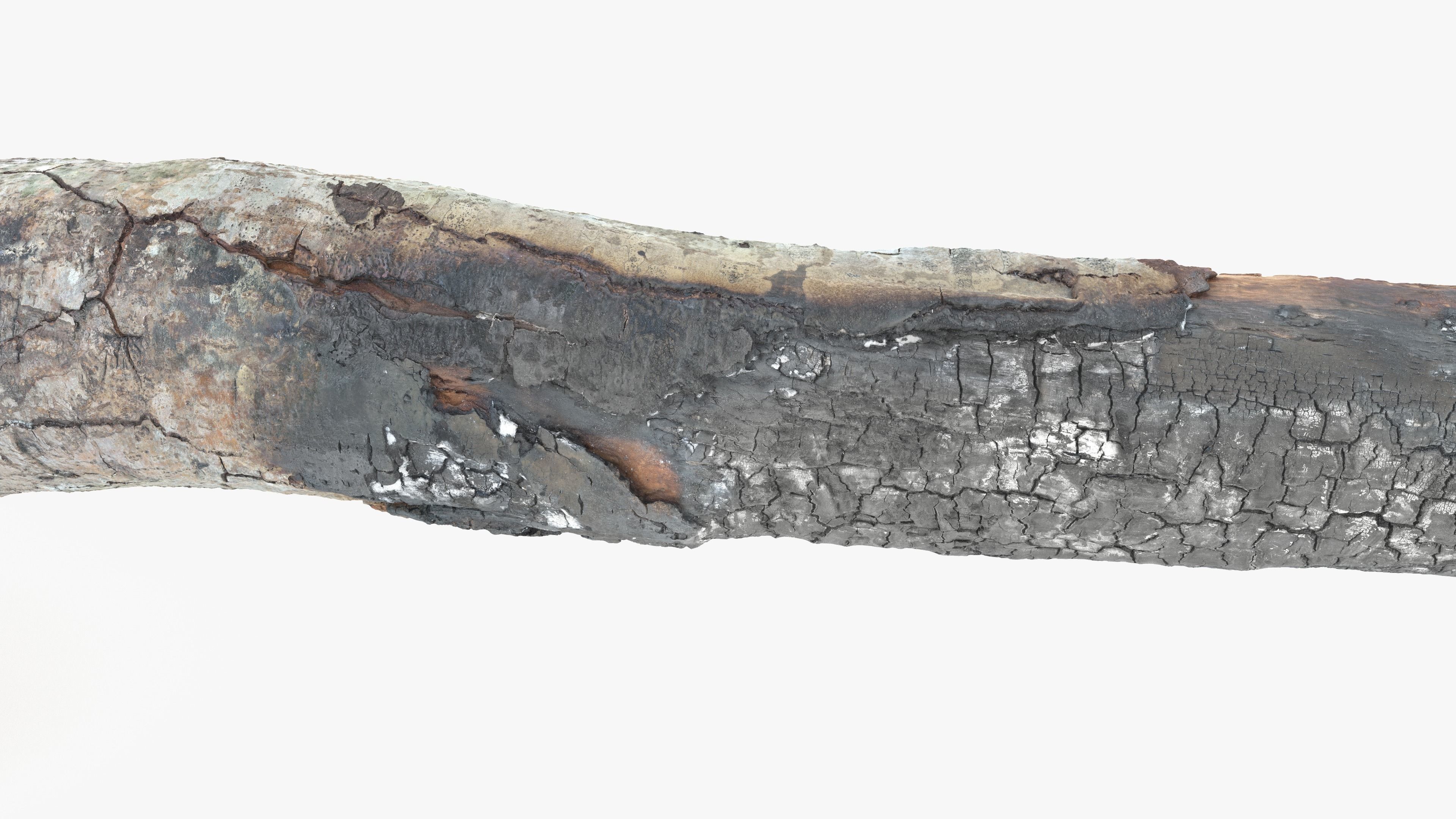 3D model Withered Broken Tree with Roots VR / AR / low-poly | CGTrader