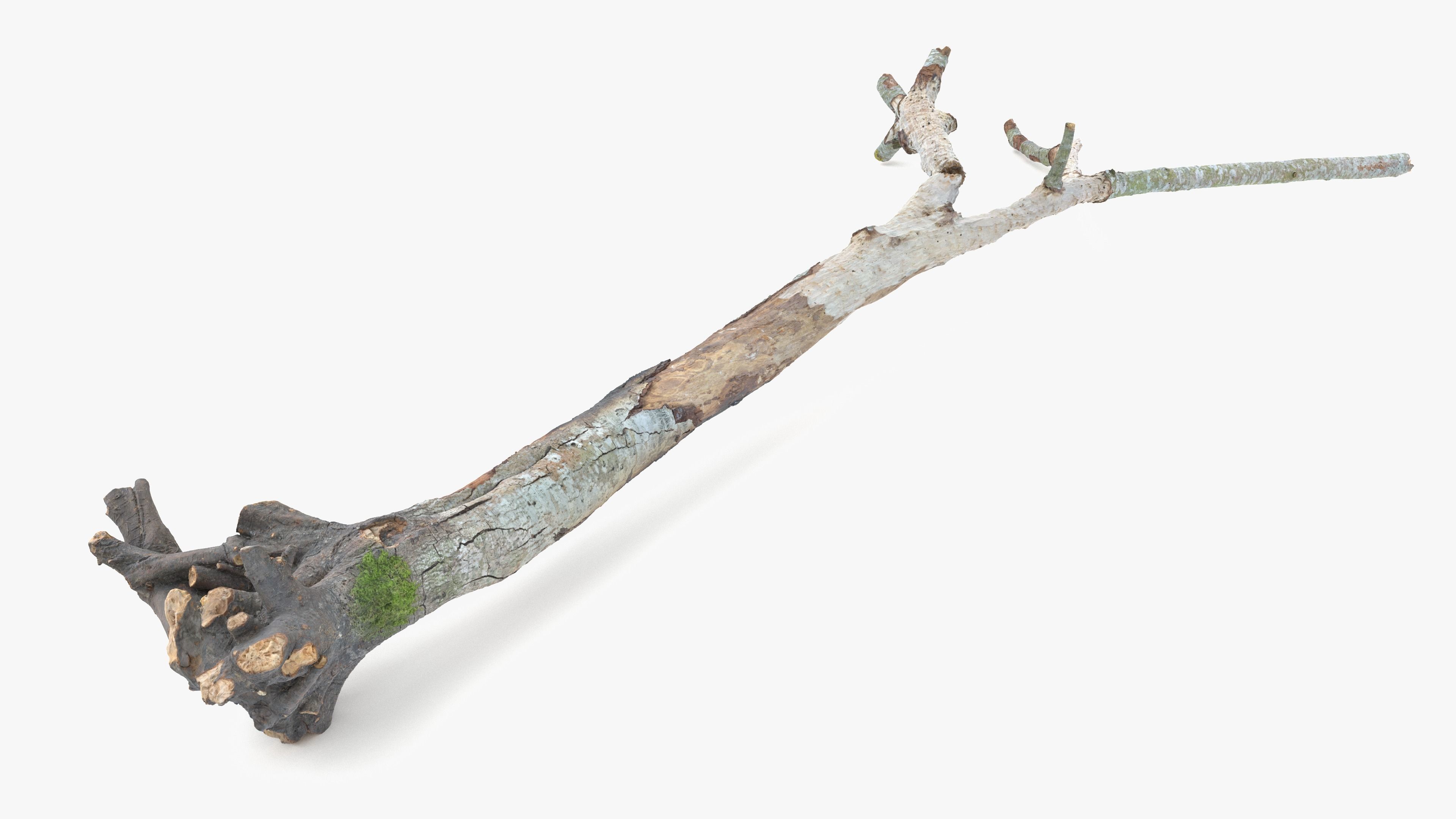 3D model Withered Broken Tree with Roots VR / AR / low-poly | CGTrader